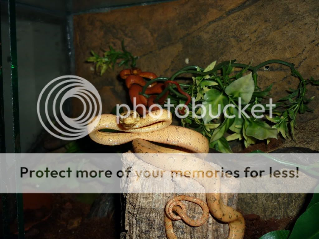 Some ATB's! | Reptile Forums