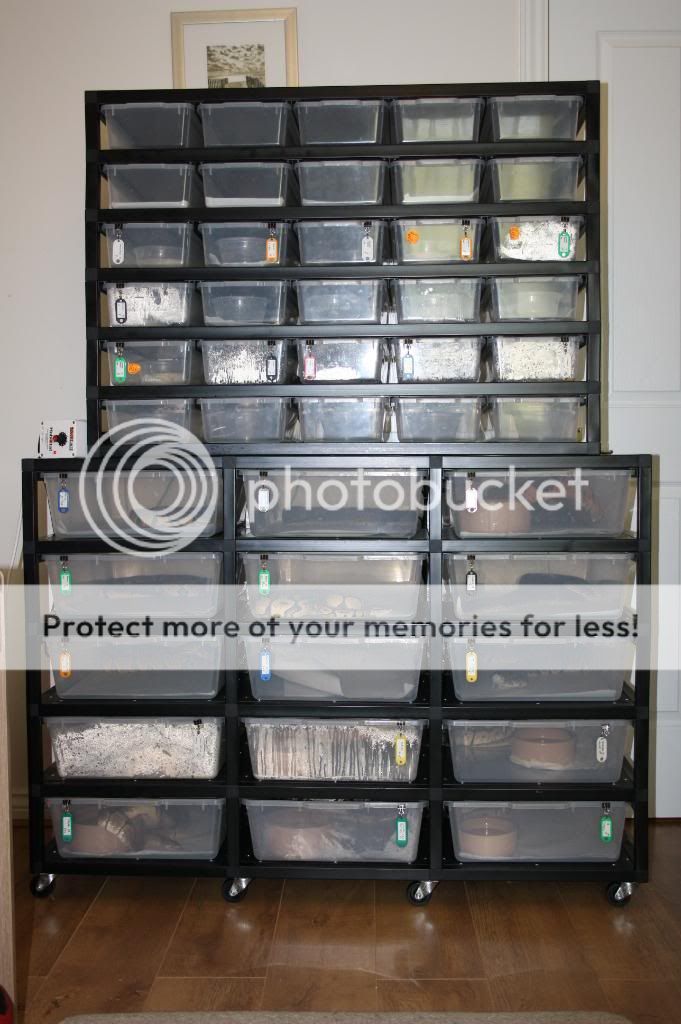 Custom Reptile Racks | Reptile Forums