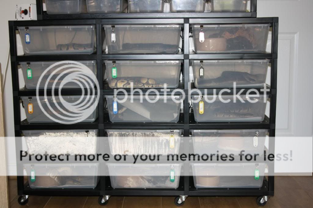 Custom Reptile Racks | Reptile Forums